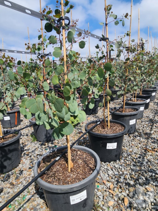 Eucalyptus polyanthemos - Red Box - Trees - Speciality Trees