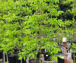 Fraxinus pennsylvanica 'Cimmzam' - Cimmaron Ash - Trees - Speciality Trees