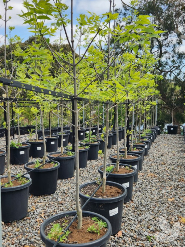 Fraxinus pennsylvanica 'Urbdell' - Urbanite Ash - Trees - Speciality Trees