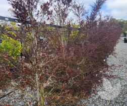 Leptospermum obovatum 'Starry Night' - Starry Night Tea Tree - Trees ...