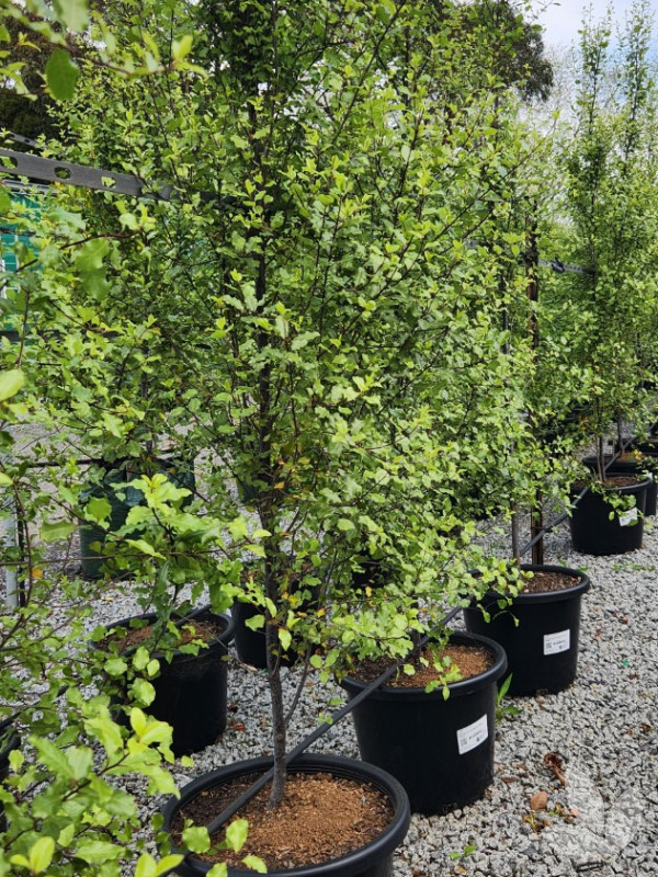 Pittosporum tenuifolium 'Silver Sheen' - Trees - Speciality Trees