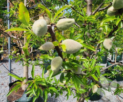 Prunus dulcis 'Papershell' - Paper Shell Almond Tree (self-pollinating ...
