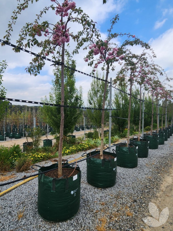 Prunus serrulata 'Cheals Weeping' (weeping standard) - Cheals Weeping ...
