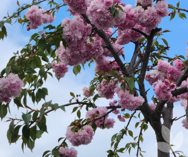 Prunus serrulata 'Cheals Weeping' (weeping standard) - Cheals Weeping ...