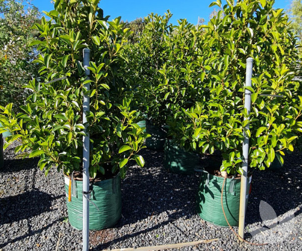 Rock Fig Tree ST1 - A Speciality Trees Special Selection - Speciality Trees