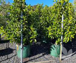 Rock Fig Tree ST1 - A Speciality Trees Special Selection - Speciality Trees