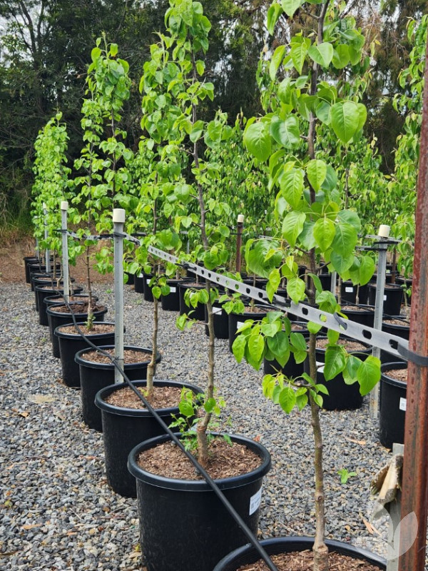 Pyrus calleryana 'Capital' - Capital Ornamental Pear - Trees ...