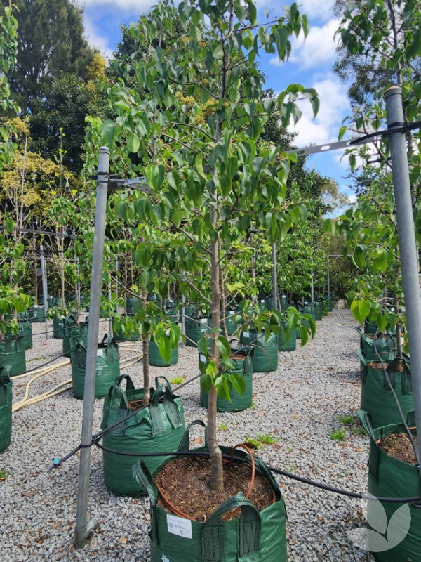 Pyrus calleryana 'Winter Glow' - Winter Glow Ornamental Pear - Trees ...