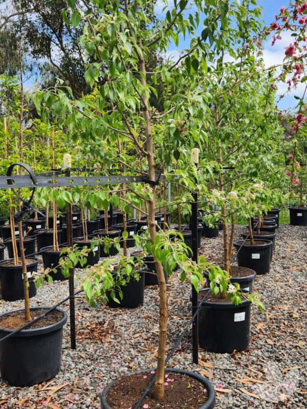 Pyrus nivalis - Snow Pear (Ornamental Pear) - Trees - Speciality Trees