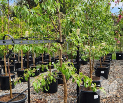 Pyrus nivalis - Snow Pear (Ornamental Pear) - Trees - Speciality Trees