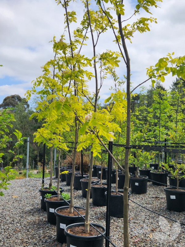 Robinia pseudoacacia 'Frisia' - Golden Robinia - Trees - Speciality Trees