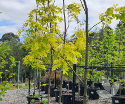 Robinia pseudoacacia 'Frisia' - Golden Robinia - Trees - Speciality Trees