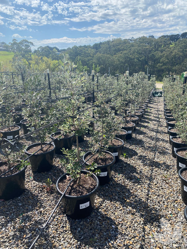 Banksia integrifolia 'Sentinel' - Speciality Trees