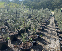 Banksia integrifolia 'Sentinel' - Speciality Trees
