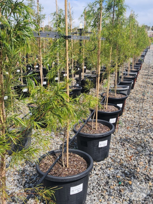 Acacia cognata 'Green Screen' - Green Screen Weeping Wattle - Trees ...