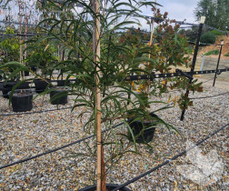 Acacia implexa - Lightwood, Hickory Wattle - Trees - Speciality Trees