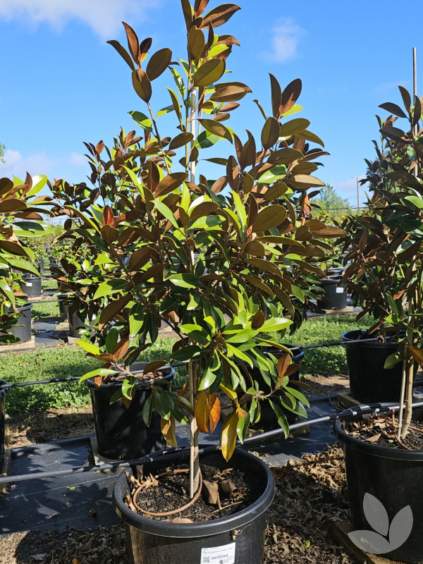 Magnolia grandiflora 'Sweet 'n' Neat' ™ - Sweet n Neat Magnolia ...