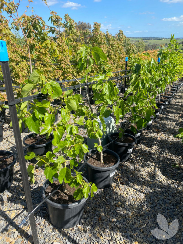 Ficus carica 'Black Genoa' - Black Genoa Edible Fig - Trees ...