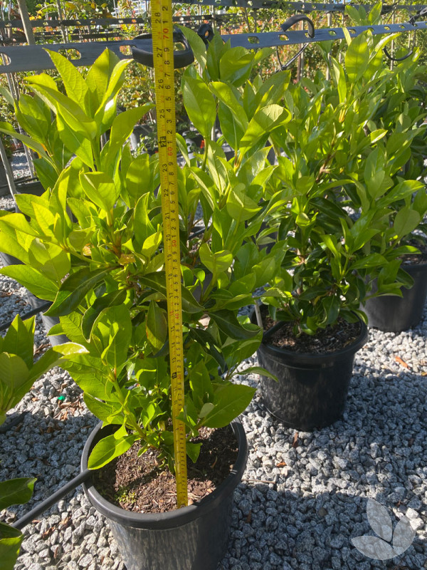 Viburnum odoratissimum 'Awabuki' - Awabuki Sweet Viburnum - Trees ...