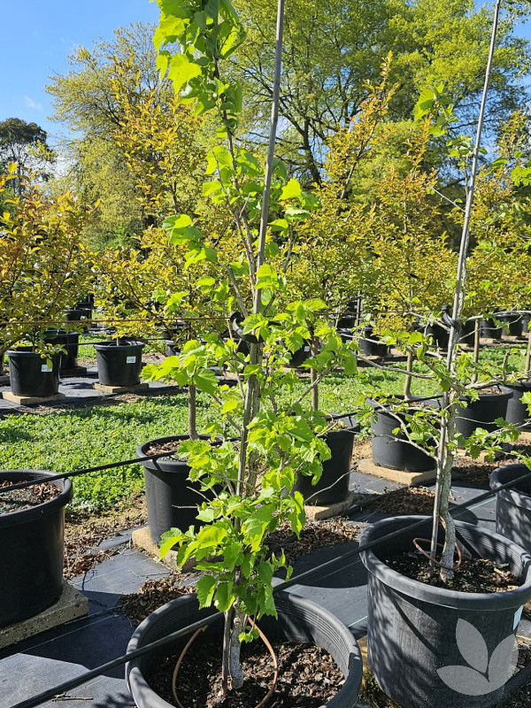 Corylus colurna - Turkish Hazel, Turkish Filbert - Trees - Speciality Trees