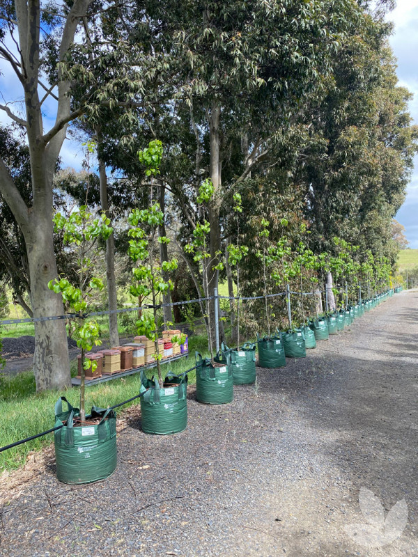 Pyrus calleryana 'Capital' - Capital Ornamental Pear - Trees ...