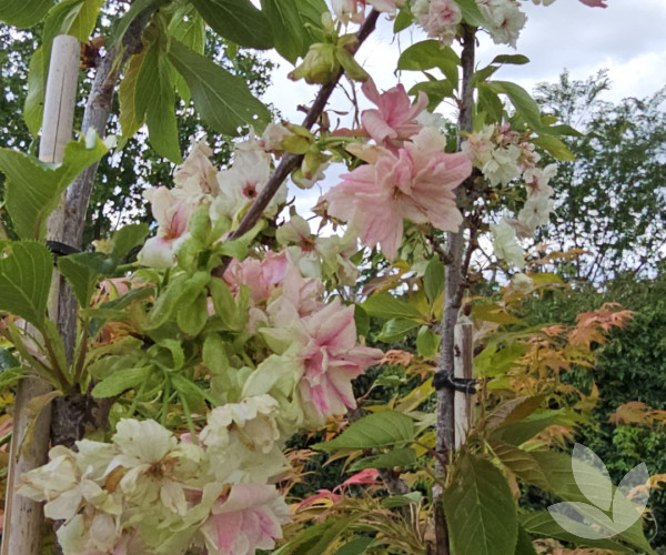 Prunus serrulata 'Ukon' - Japanese Ornamental Cherry Tree - Trees ...