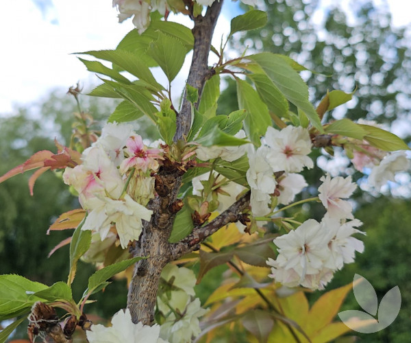 Prunus serrulata 'Ukon' - Japanese Ornamental Cherry Tree - Trees ...