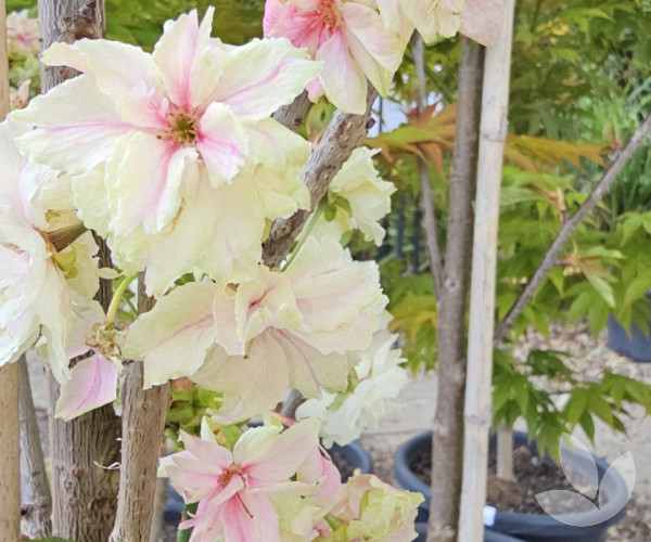 Prunus serrulata 'Ukon' - Japanese Ornamental Cherry Tree - Trees ...