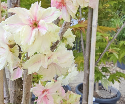 Prunus serrulata 'Ukon' - Japanese Ornamental Cherry Tree - Trees ...