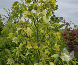 Liriodendron tulipifera 'fastigiata' - Upright Tulip Tree - Trees ...