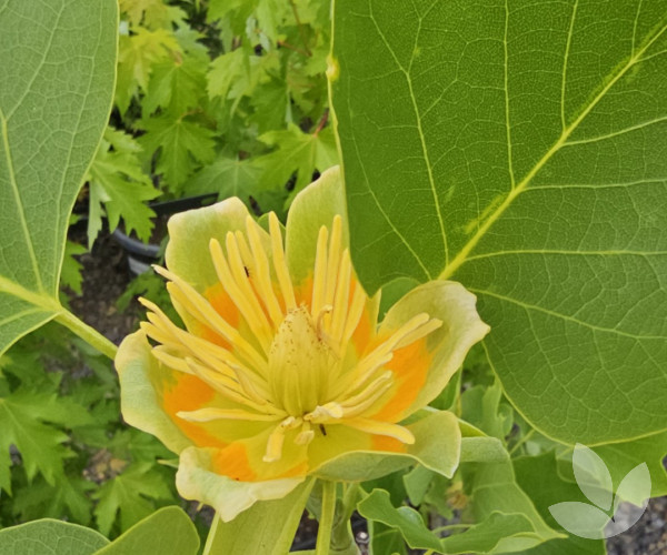Liriodendron tulipifera fastigiata - Upright Tulip Tree - Trees ...