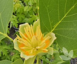 Liriodendron tulipifera fastigiata - Upright Tulip Tree - Trees ...