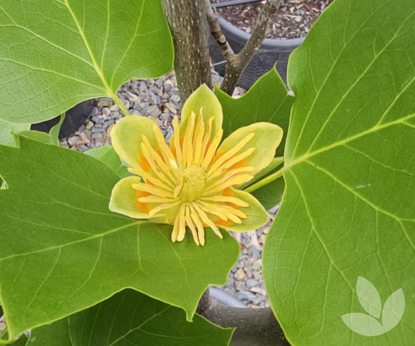 Liriodendron tulipifera - Tulip Tree - Trees - Speciality Trees