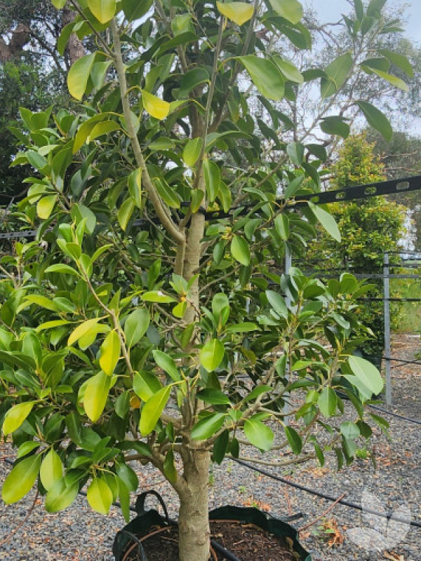 Ficus platypoda 'ST1' - Rock Fig - Trees - Speciality Trees