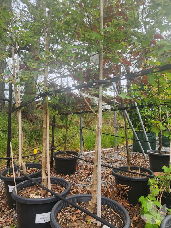 Acer campestre 'Evelyn' - Queen Elizabeth Maple - Trees - Speciality Trees