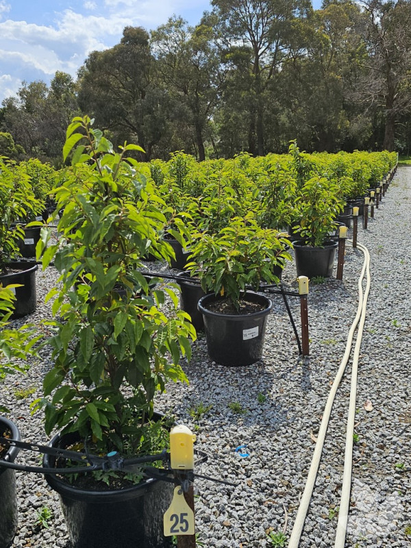 Prunus lusitanica - Evergreen Prunus, Portuguese Laurel - Trees ...
