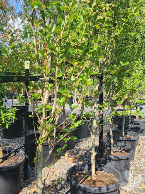 Populus simonii - Chinese Poplar - Trees - Speciality Trees