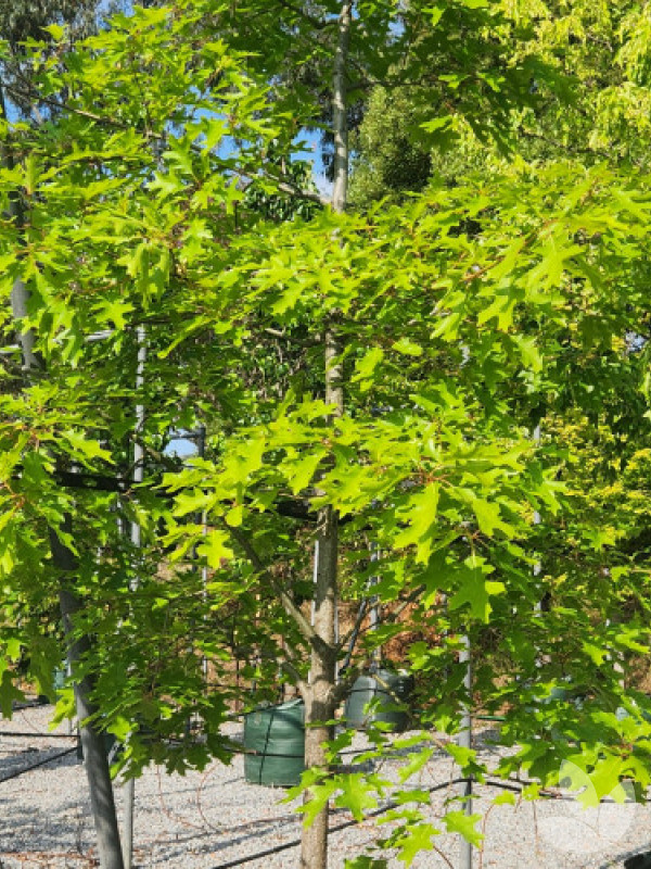 Quercus coccinea - Scarlet Oak - Trees - Speciality Trees