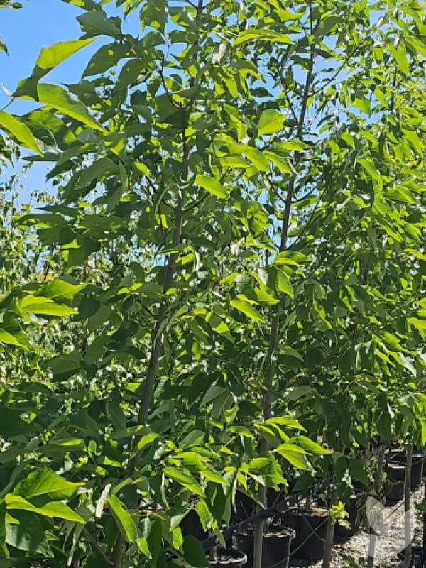 Fraxinus pennsylvanica 'Cimmzam' - Cimmaron Ash - Trees - Speciality Trees