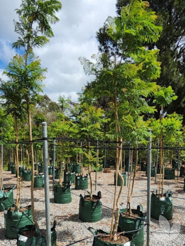 Jacaranda mimosifolia - Jacaranda - Trees - Speciality Trees