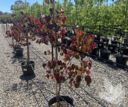 Cercis canadensis 'Merlot' - Trees - Speciality Trees