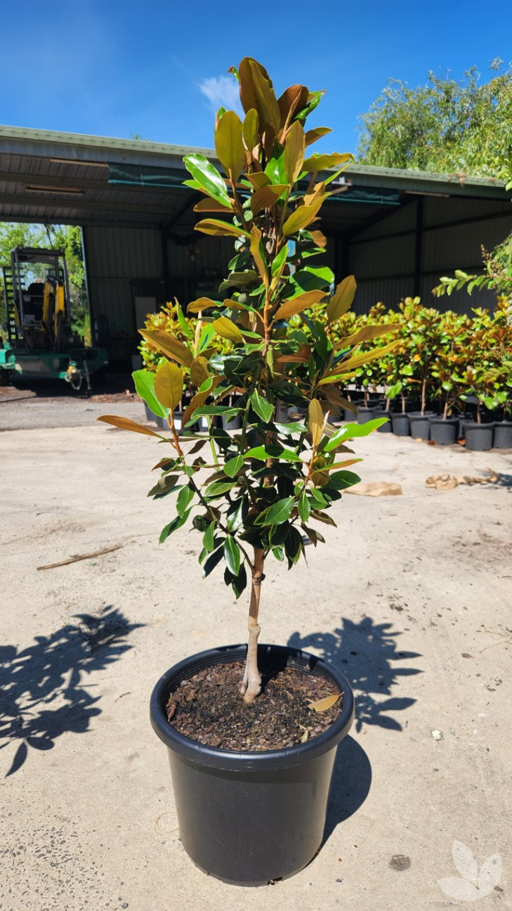 Magnolia Madness with 15% off! - Blog - Speciality Trees