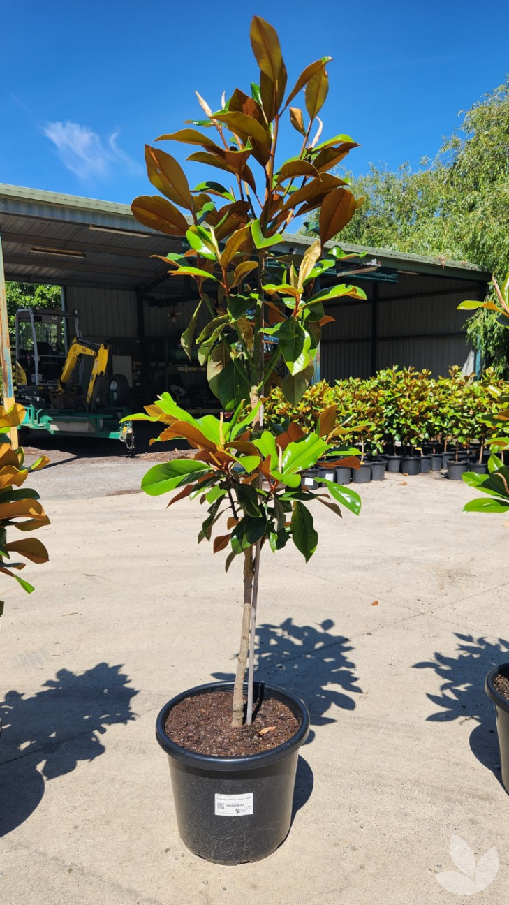 Magnolia Madness with 15% off! - Blog - Speciality Trees