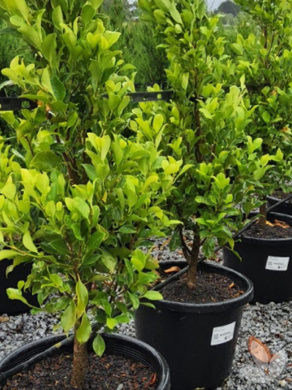 Ficus microcarpa hillii 'Flash' - Flash Ornamental Fig - Trees ...