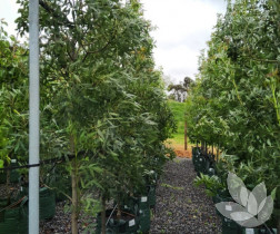 Pyrus nivalis - Snow Pear (Ornamental Pear) - Trees - Speciality Trees