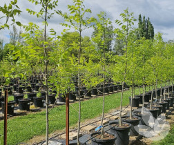 Fraxinus pennsylvanica 'Urbdell' - Urbanite Ash - Trees - Speciality Trees