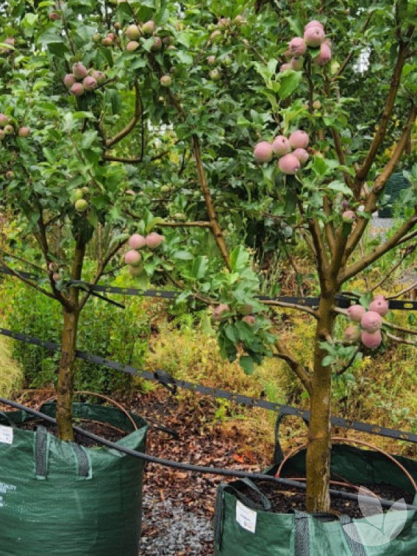 Malus domestica 'Red Fuji' - Red Fuji Fruiting Apple - Trees ...