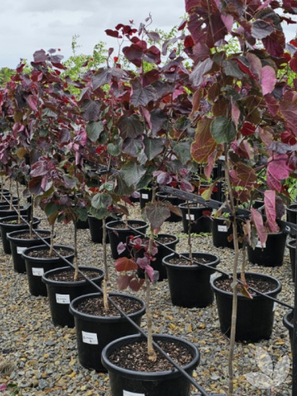 Cercis canadensis 'Forest Pansy' - Burgundy Redbud - Trees - Speciality ...