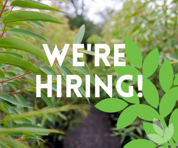 Speciality Trees - Buy premium quality advanced landscaping trees melbourne