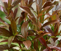 Viburnum tinus - Laurestinus, Sweet Viburnum Tree - Trees - Speciality ...